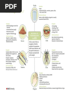 IVF Color Coding | PDF
