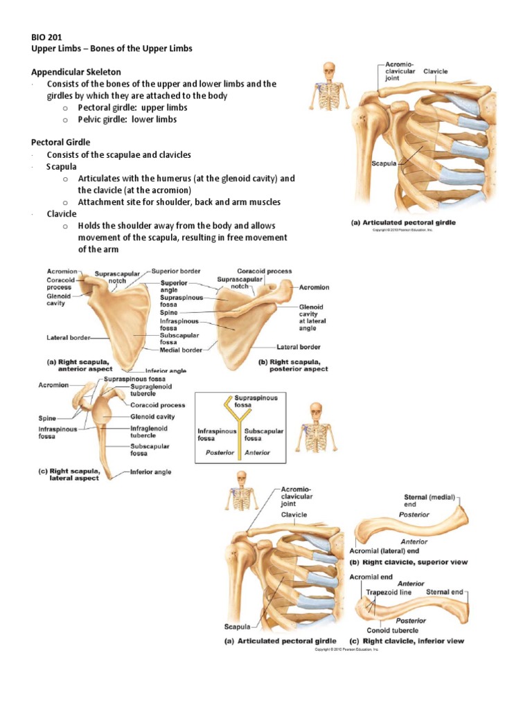 Handouts Upper Limbs Bones Sp11 | PDF