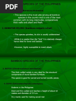 Bamboo Species in the Philippines | PDF | Bamboo | Plants