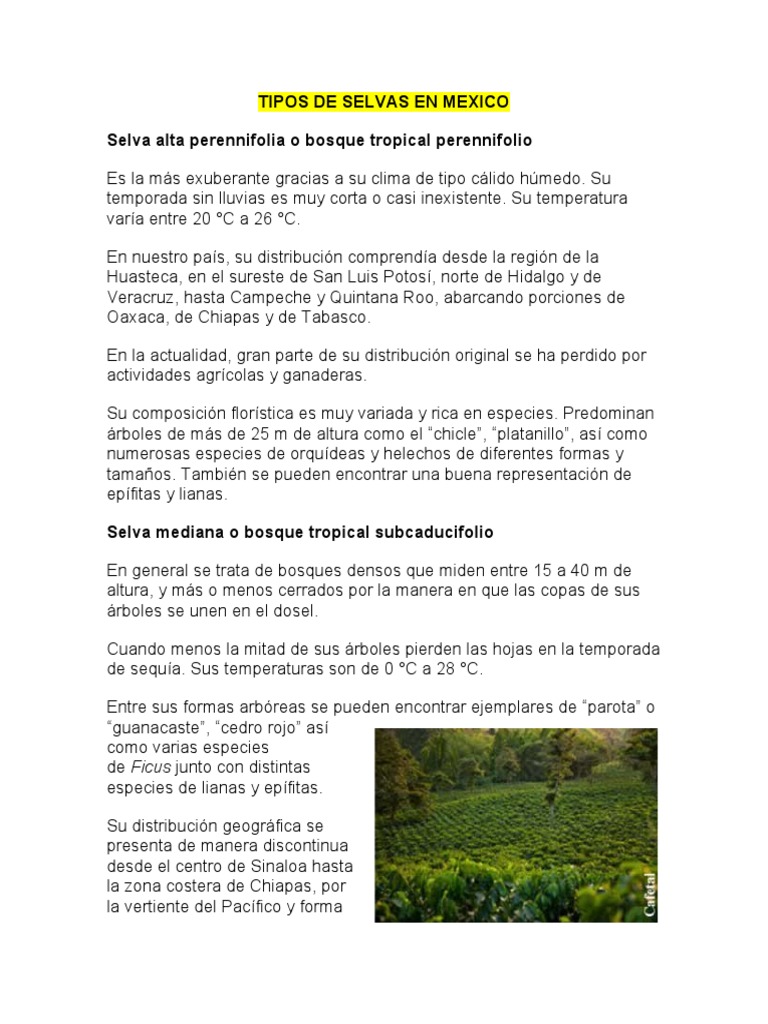 Tipos de Selvas en Mexico | PDF | Selva | Selva amazónica