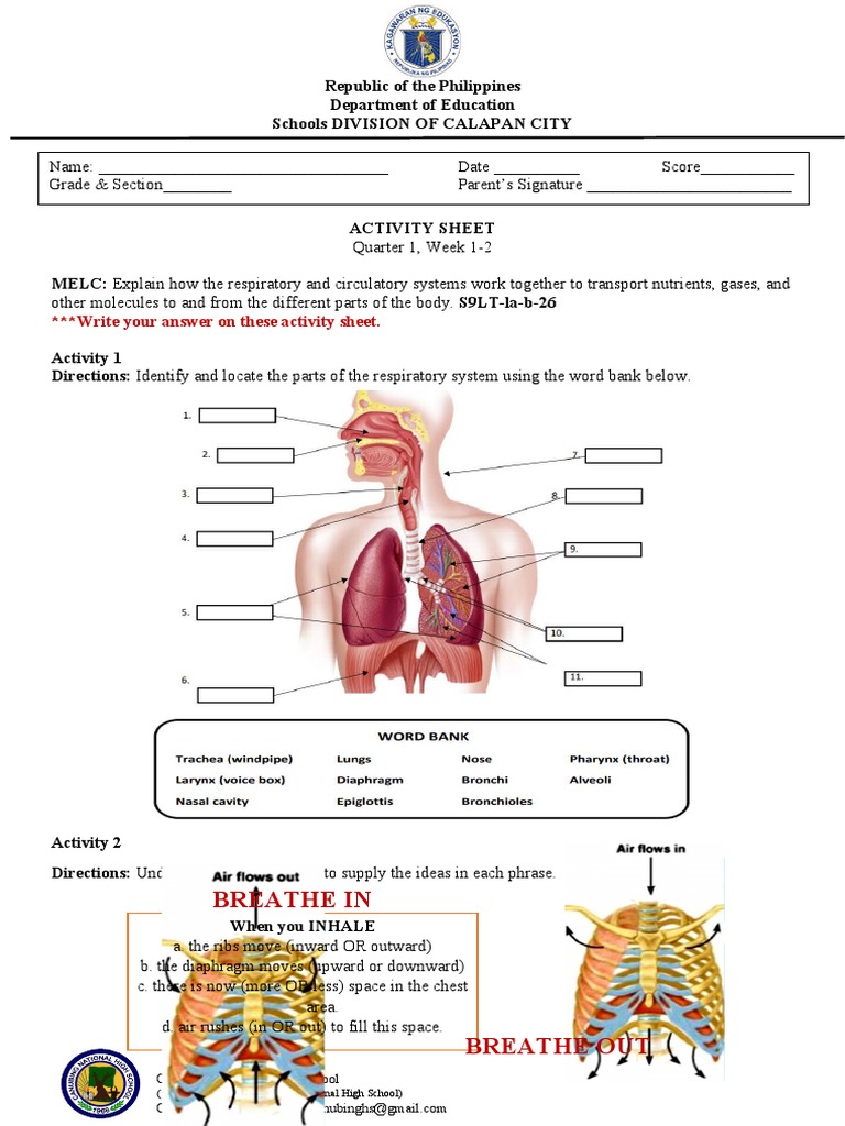 Science 9 q1 - w1-2 - Activity Sheet | PDF | Lung | Respiratory System