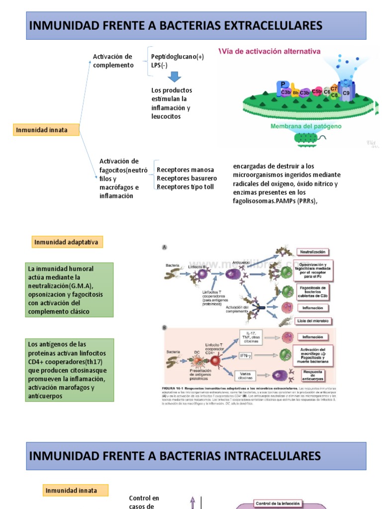 Inmunidad Frente A Bacterias | PDF | Sistema inmune | Fagocito
