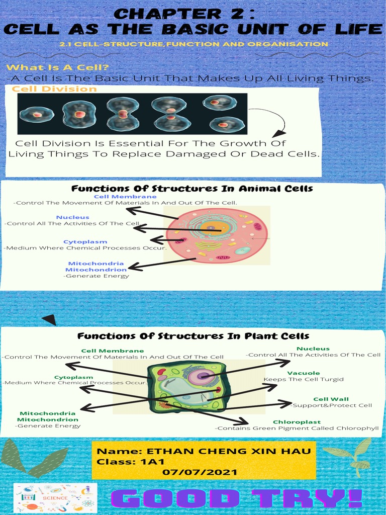 Chapter 2：Cell as the Basic Unit of Life 【NEW】 | PDF | Technology & Engineering