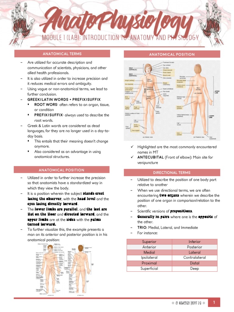 Happ Lab 1 | PDF | Abdomen | Anatomical Terms Of Location