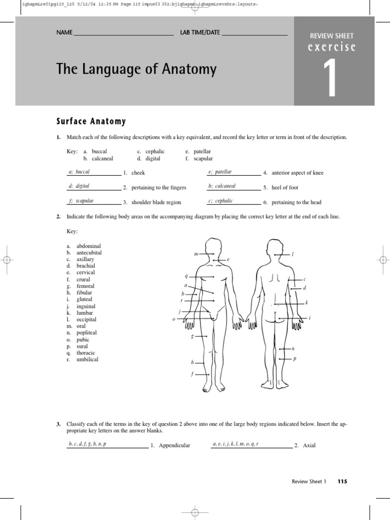 Language of Anatomy | PDF | Anatomical Terms Of Location | Abdomen
