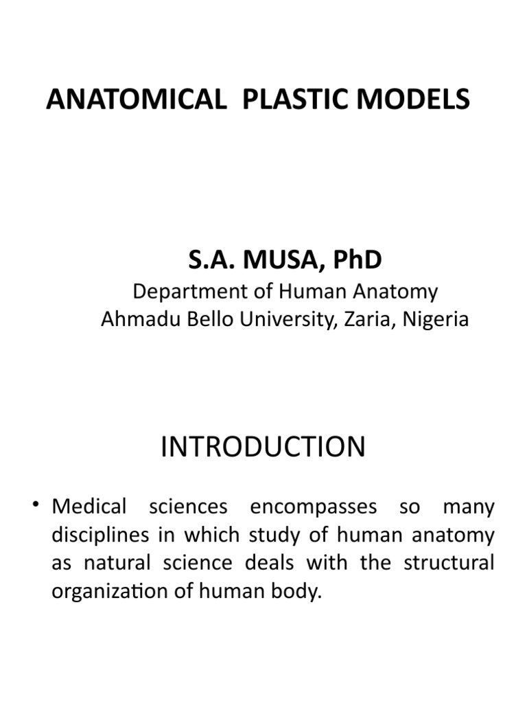 Plastic Model | PDF | Anatomy | Human Body