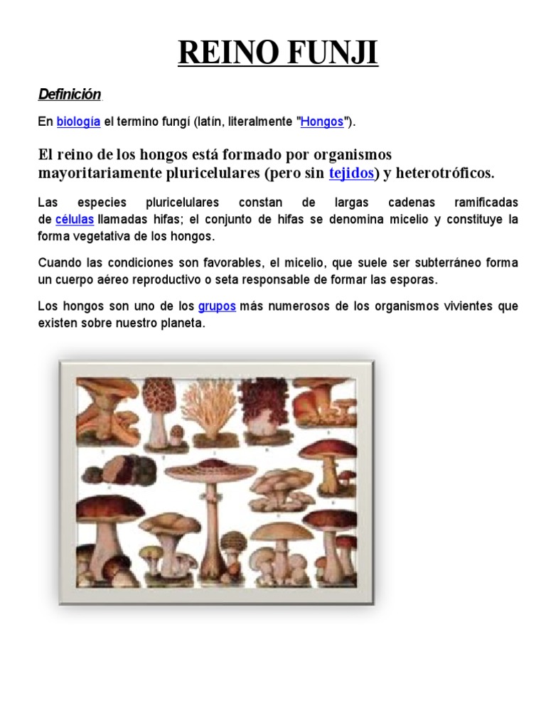 REINO FUNGI: DEFINICIÓN, PARTES, REPRODUCCIÓN Y CLASIFICACIÓN DE LOS ...