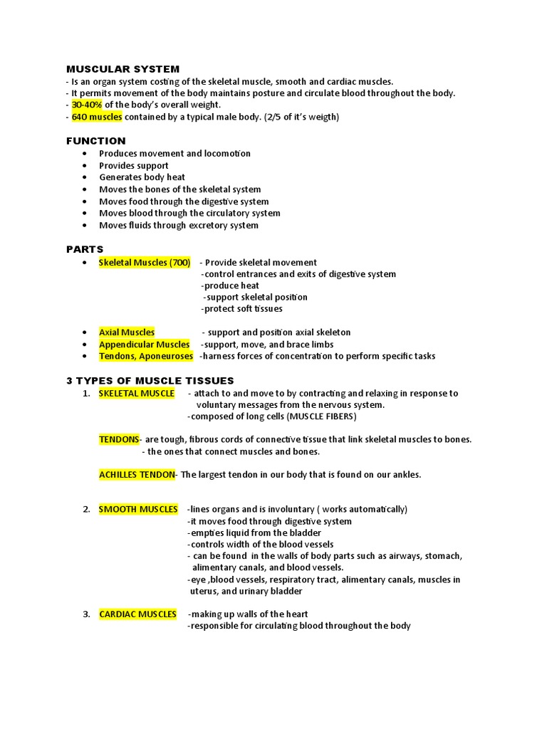 Muscular System | PDF | Human Body | Skeleton
