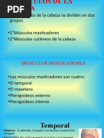 1 Region Superciliar | PDF | Cráneo | Anatomía humana