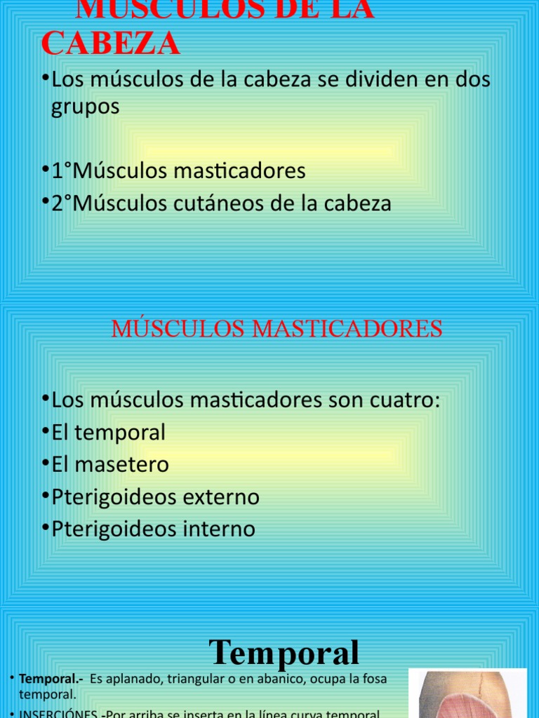 Musculos de La Cabeza | PDF | Sistema musculoesquelético | Anatomía