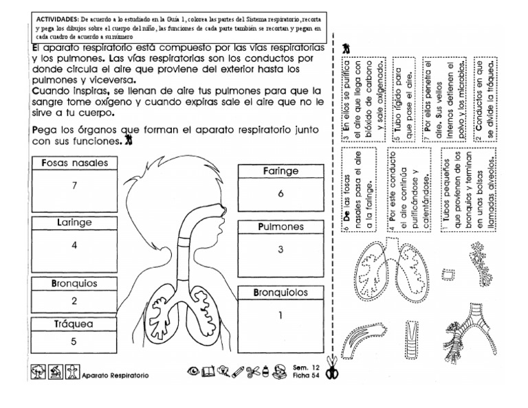 Didáctico Sistema Respiratorio | PDF