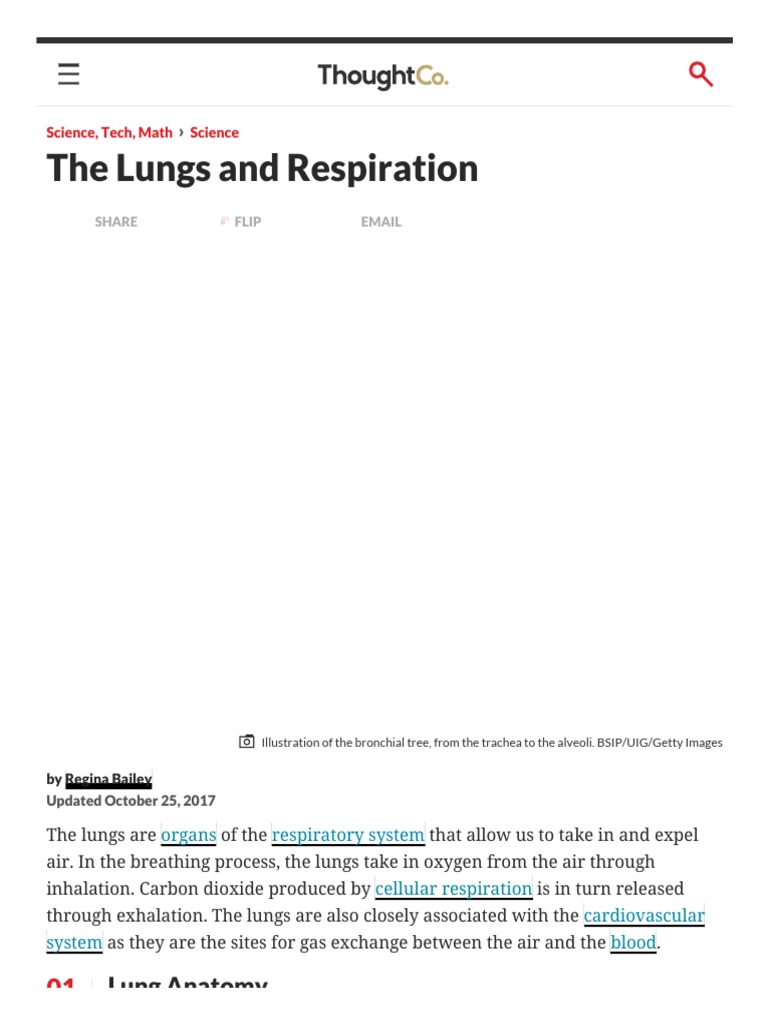 The Function, Anatomy, and Respiration of The Lungs | PDF | Lung ...