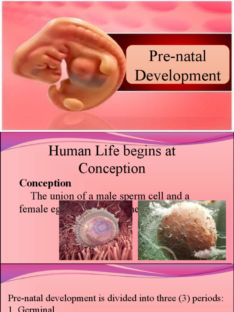 Prenatal Development | PDF | Prenatal Development | Embryo