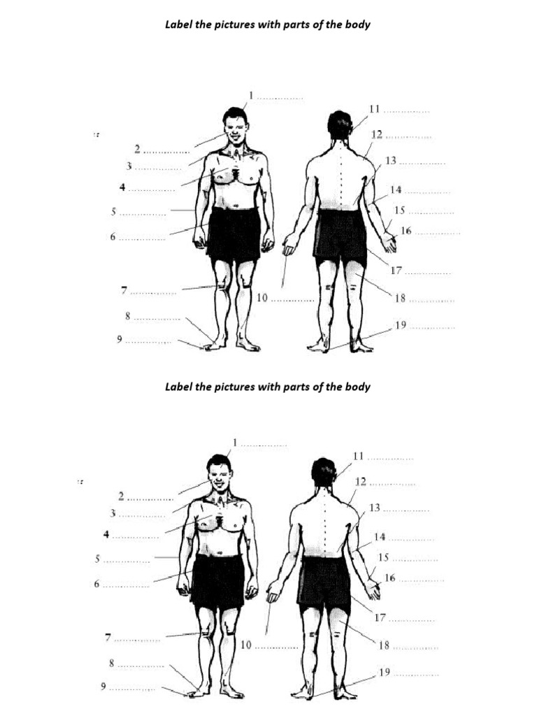 Body Parts Picture Labeling Guide | PDF