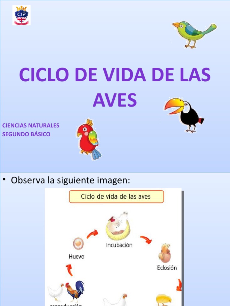 Ciclo de Vida de Las Aves | PDF