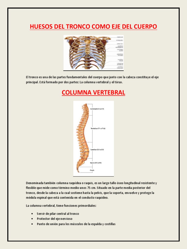 Huesos del Tronco y Columna Vertebral | PDF | Vértebra | La columna ...