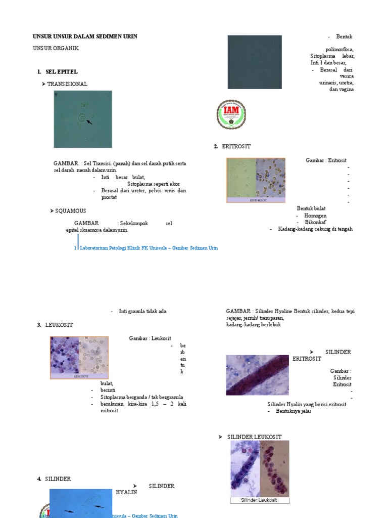 Gambar Sedimen Urine | PDF