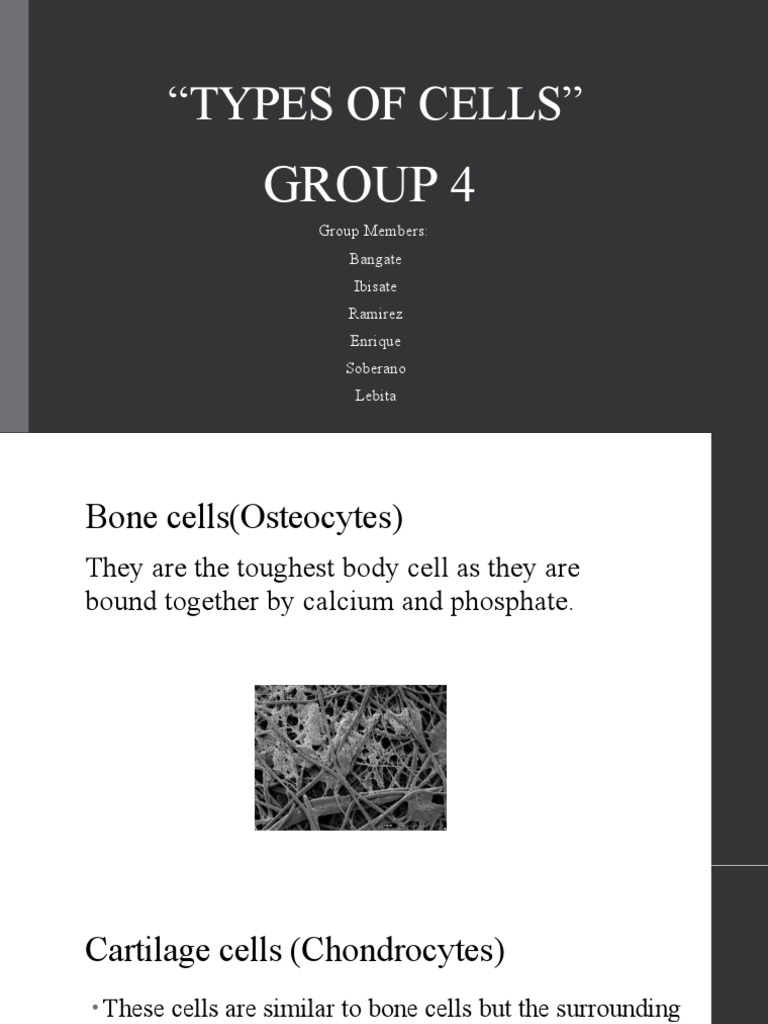 "Types of Cells": Group 4 | PDF | Muscle | Bone