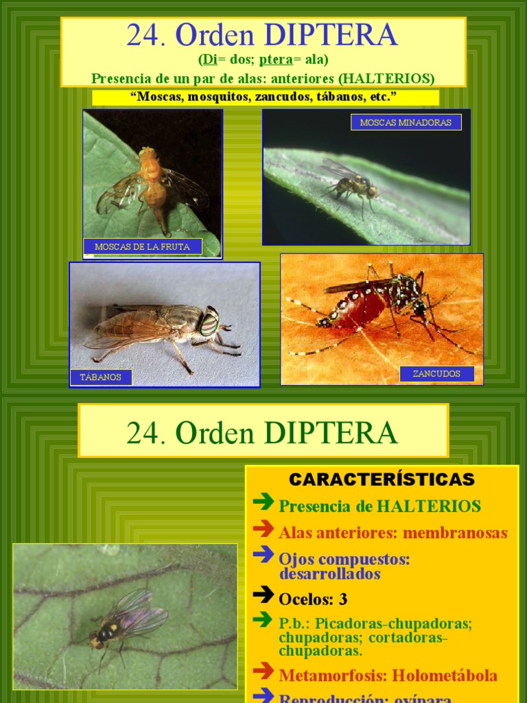 8 Sistematica - Diptera | PDF | Mosca | Insectos y humanos