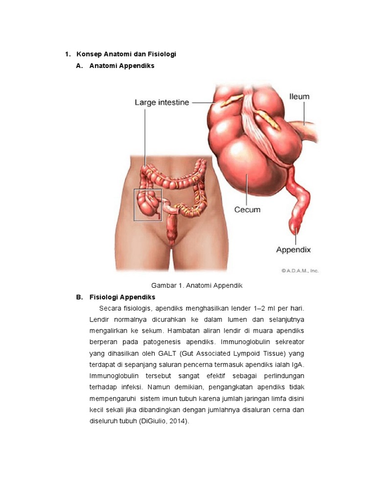 LP Appendisitis | PDF