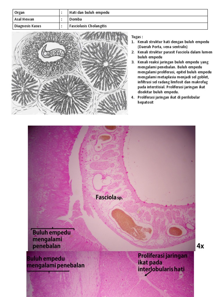 Patsis 2 | PDF