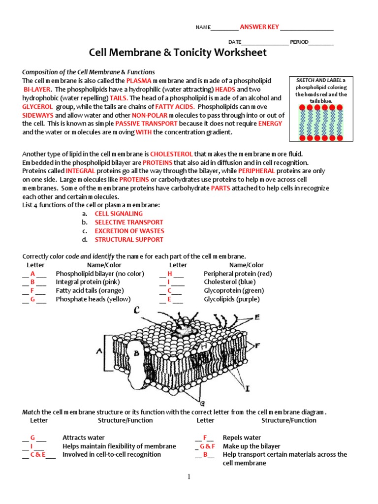Cell Membrane & Tonicity Worksheet | PDF | Cell Membrane | Osmosis