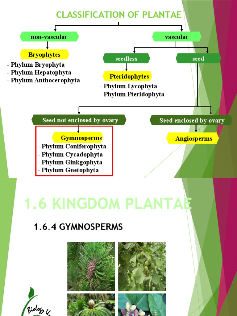 Phylum Gnetophyta
