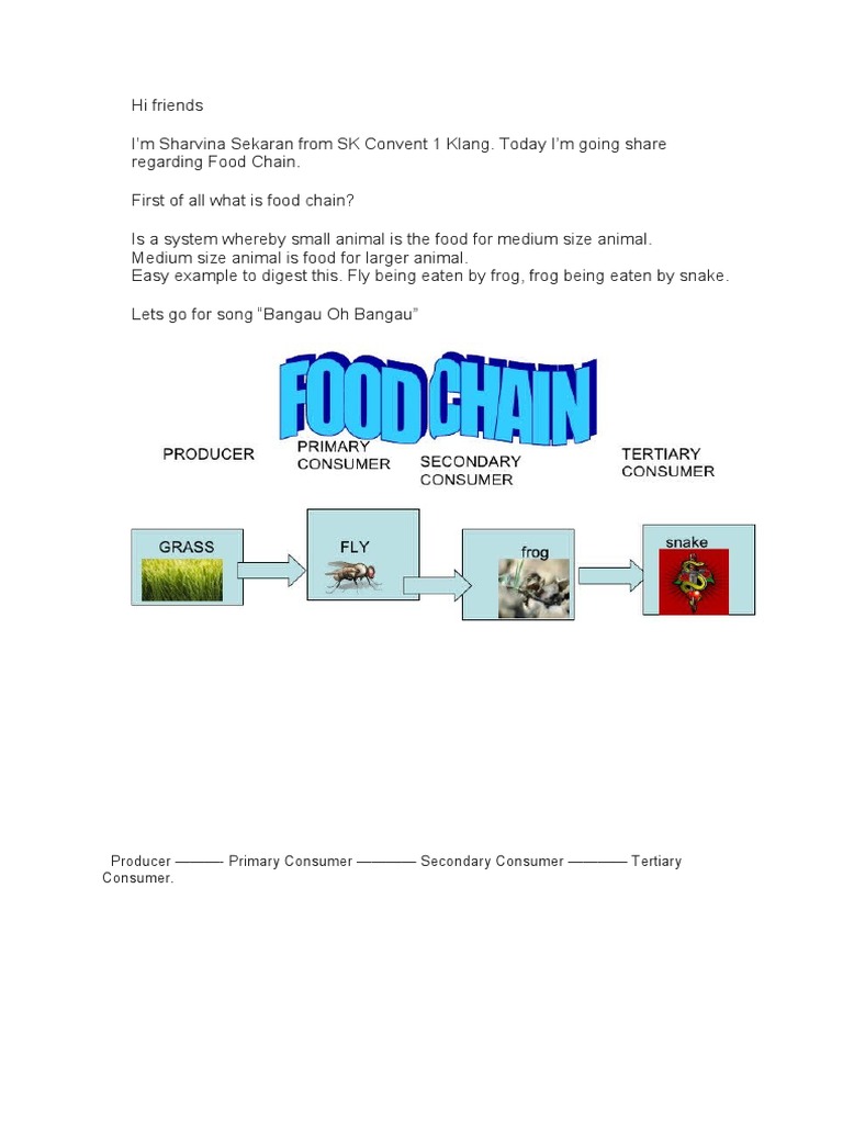 Producer - Primary Consumer - Secondary Consumer - Tertiary Consumer ...