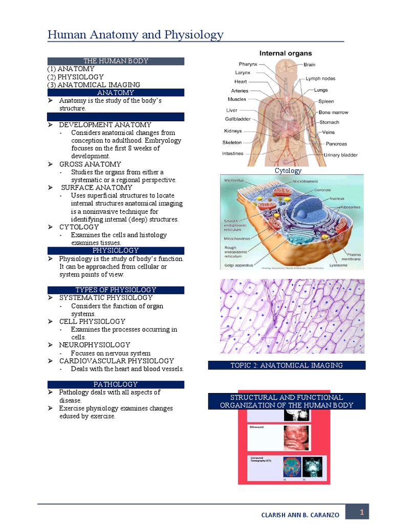 Human Anatomy and Physiology | PDF | Human Body | Anatomy