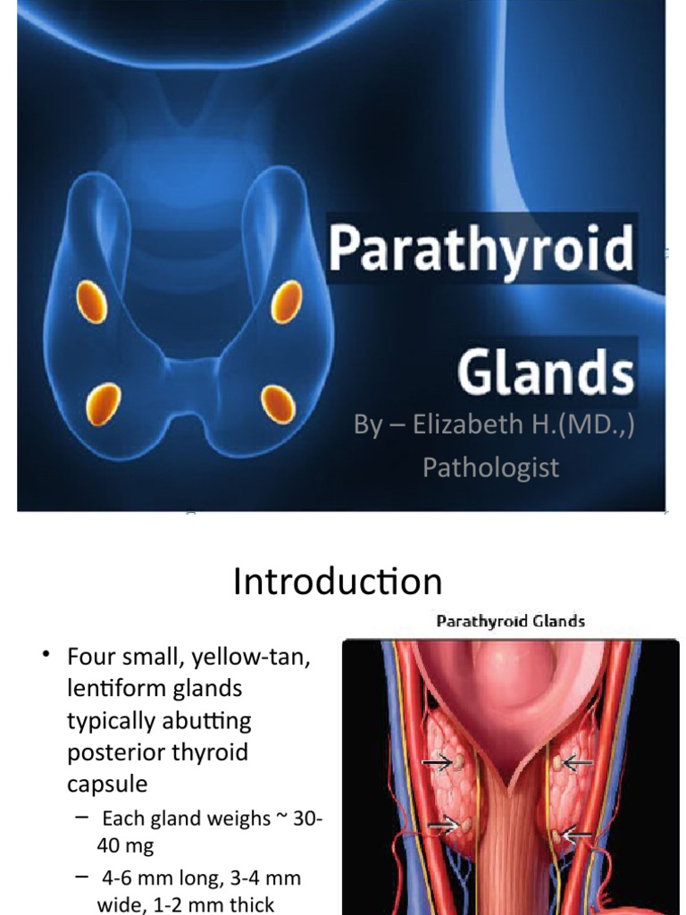Parathyroid Gland Anatomy | PDF | Parathyroid Gland | Medical Specialties