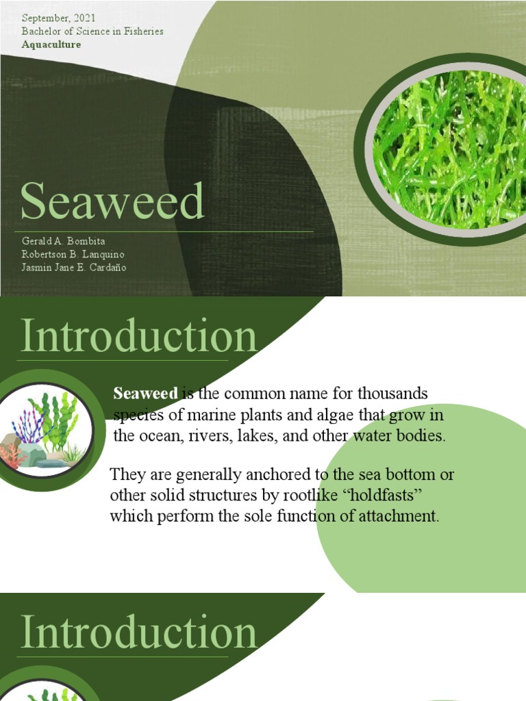 Seaweeds | PDF | Algae | Water