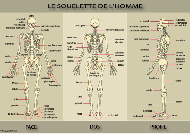 Squelette de L Homme | PDF | Système squelettique | Anatomie humaine