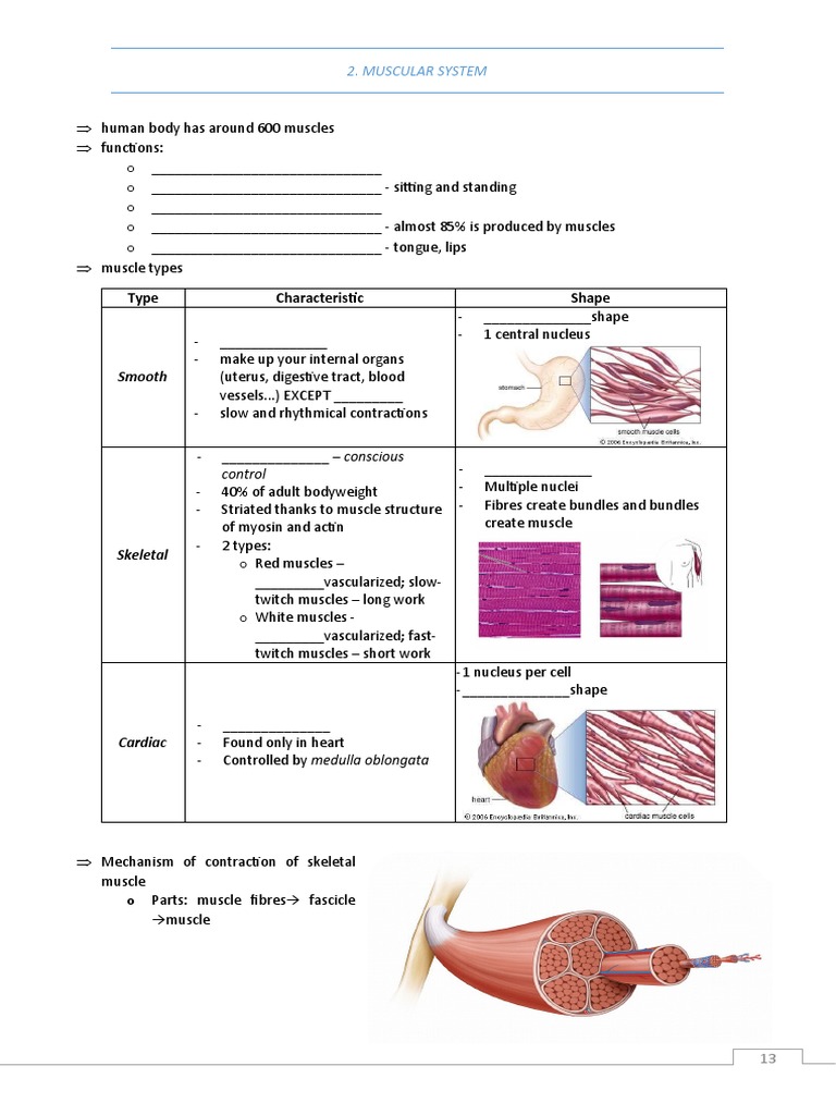 Types and Functions of Muscles | PDF | Muscle | Abdomen