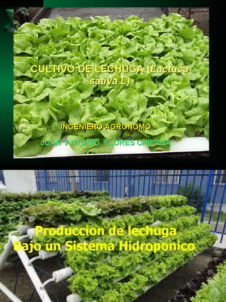 Exposicion Lechuga | PDF | Lechuga | Hidroponia