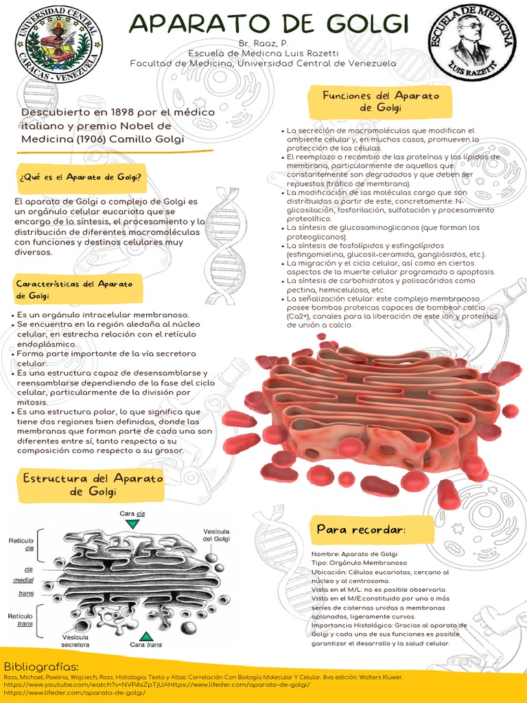 Póster Aparato de Golgi | PDF | Biología Celular) | Membrana celular