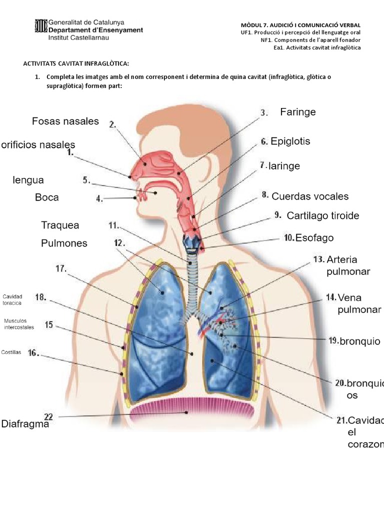 Ea1. Activitats Cavitat Infraglòtica Alumnes | PDF