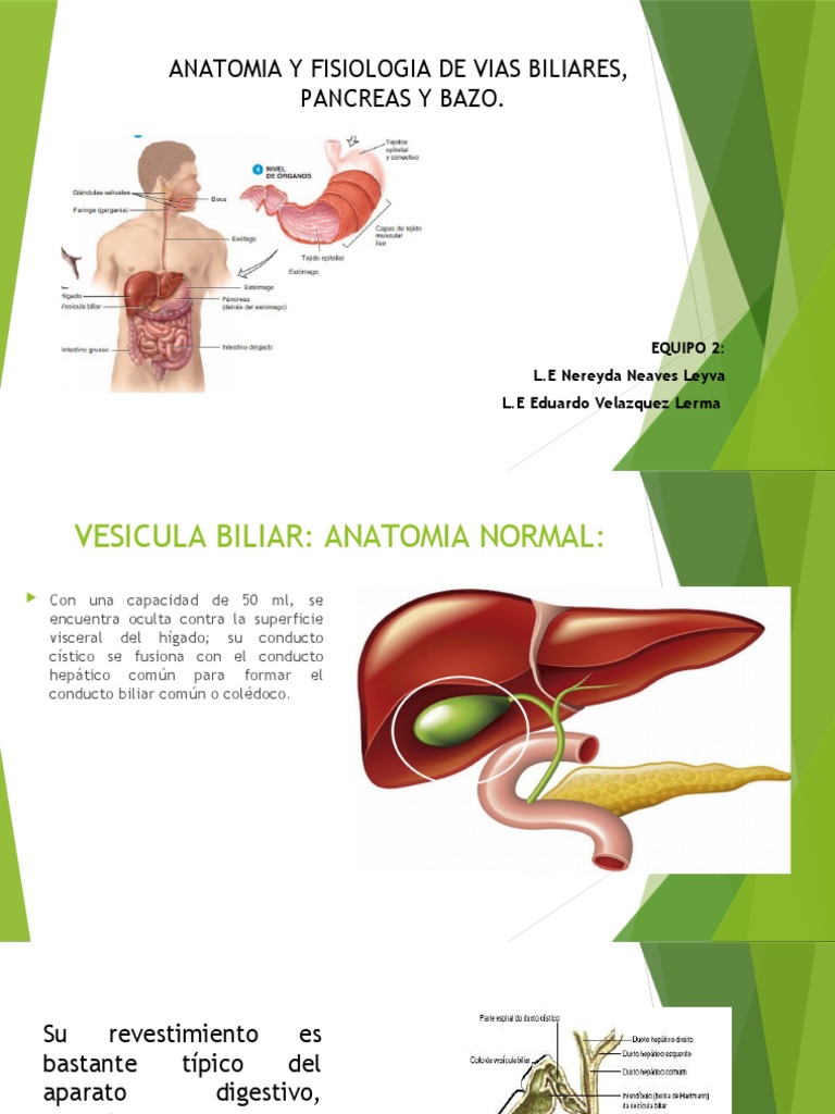 Anatomía y Fisiología de la Vesícula Biliar | PDF | Bilis | Vesícula biliar