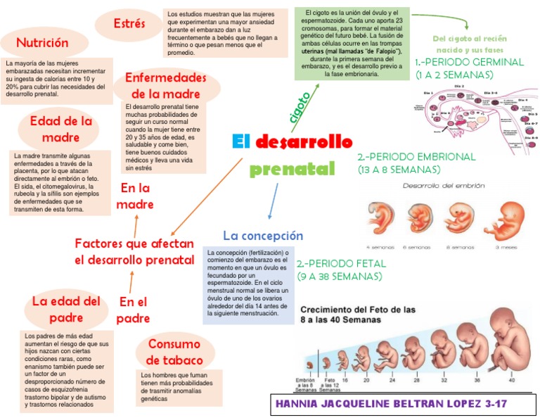 Mapa Mental - HJBL | PDF | El embarazo | Desarrollo prenatal
