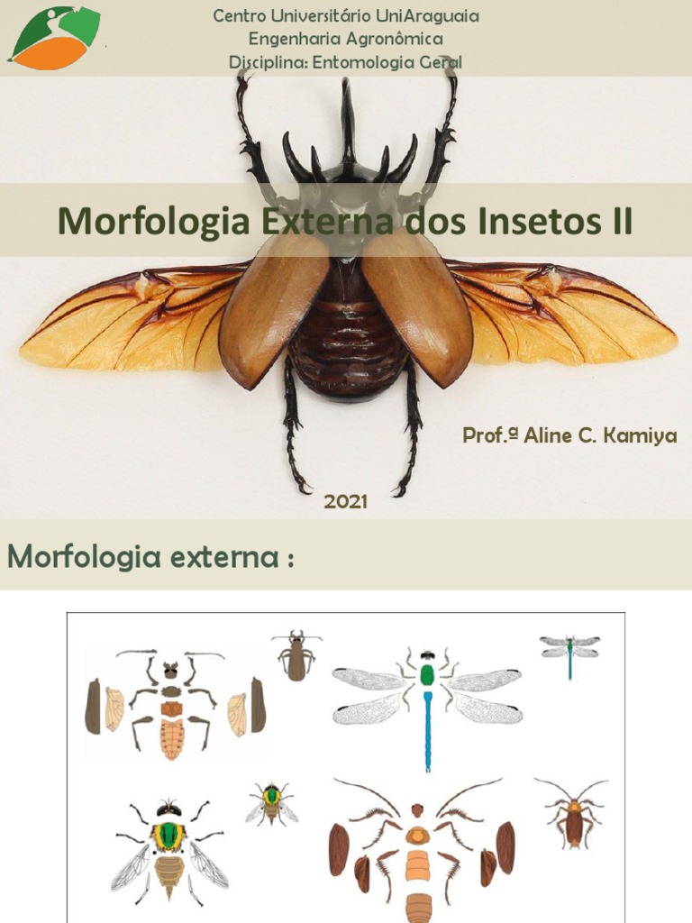 Morfologia Externa Dos Insetos | PDF | Insetos | Zoologia
