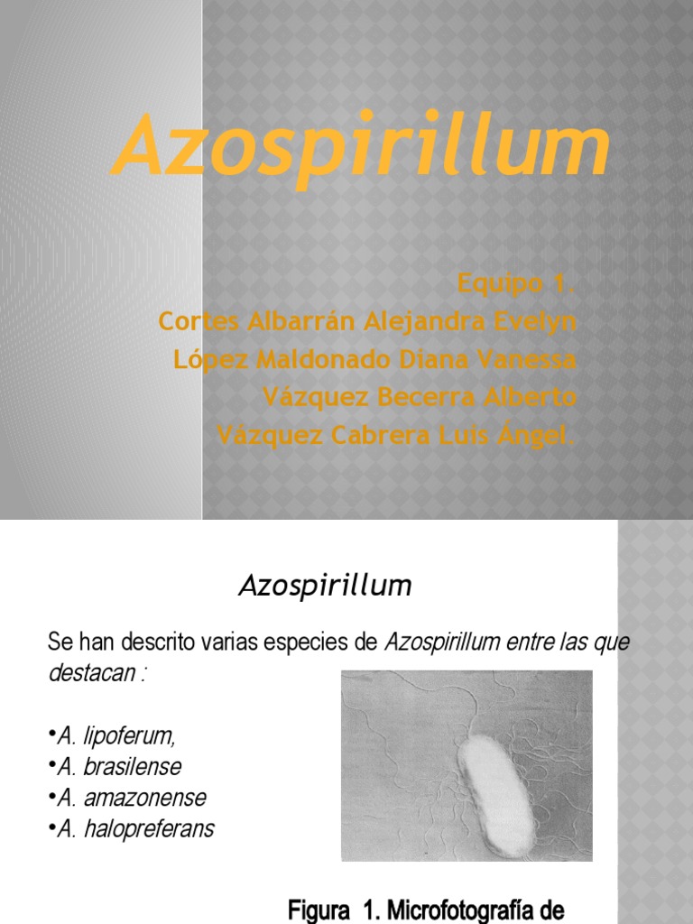 Azospirillum