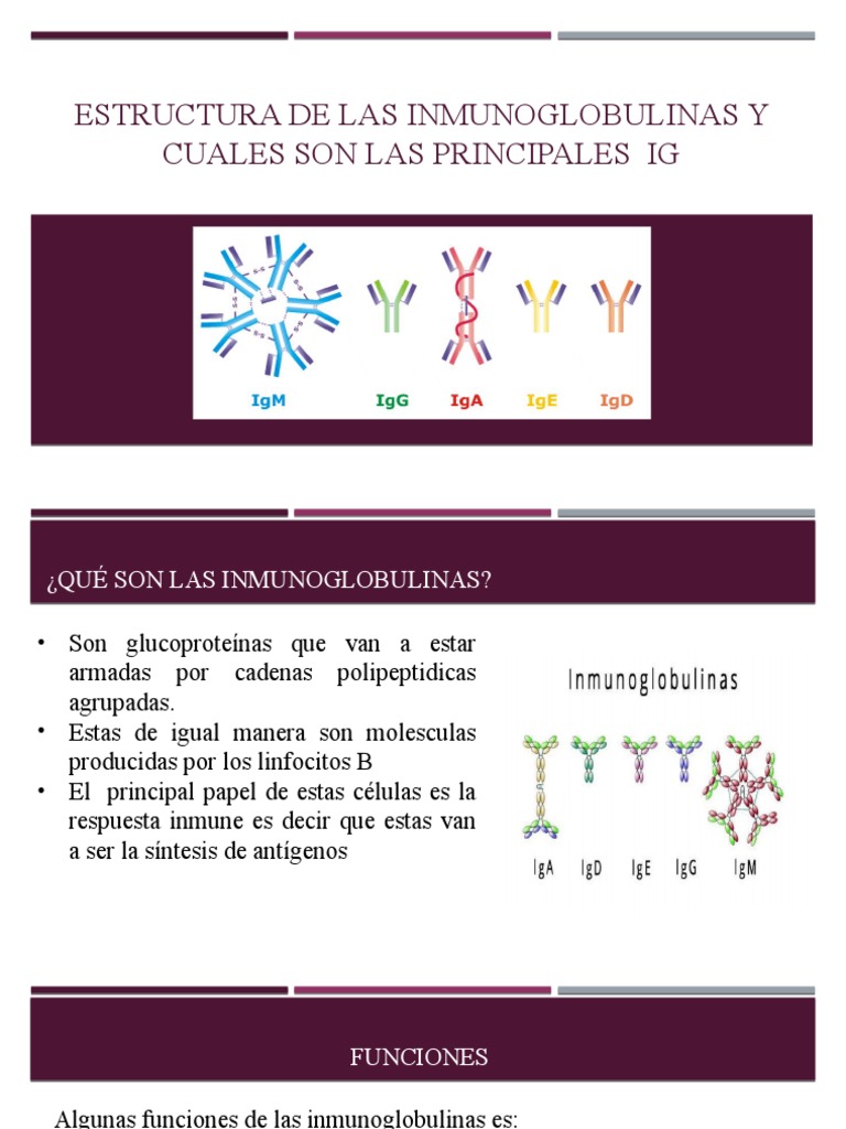 Estructura de Las Inmunoglobulinas y Cuales Son Las | PDF | Anticuerpo ...