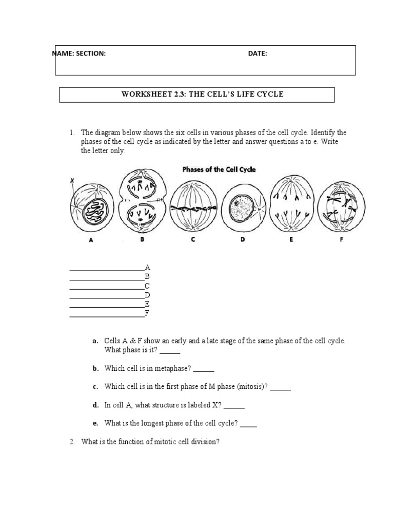 Mitosis Worksheet Phases Of The Cell Cycle Cell Cycle | CK 12