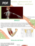 Anatomía del Brazo: Estructura y Función | PDF | Codo | Extremidades ...