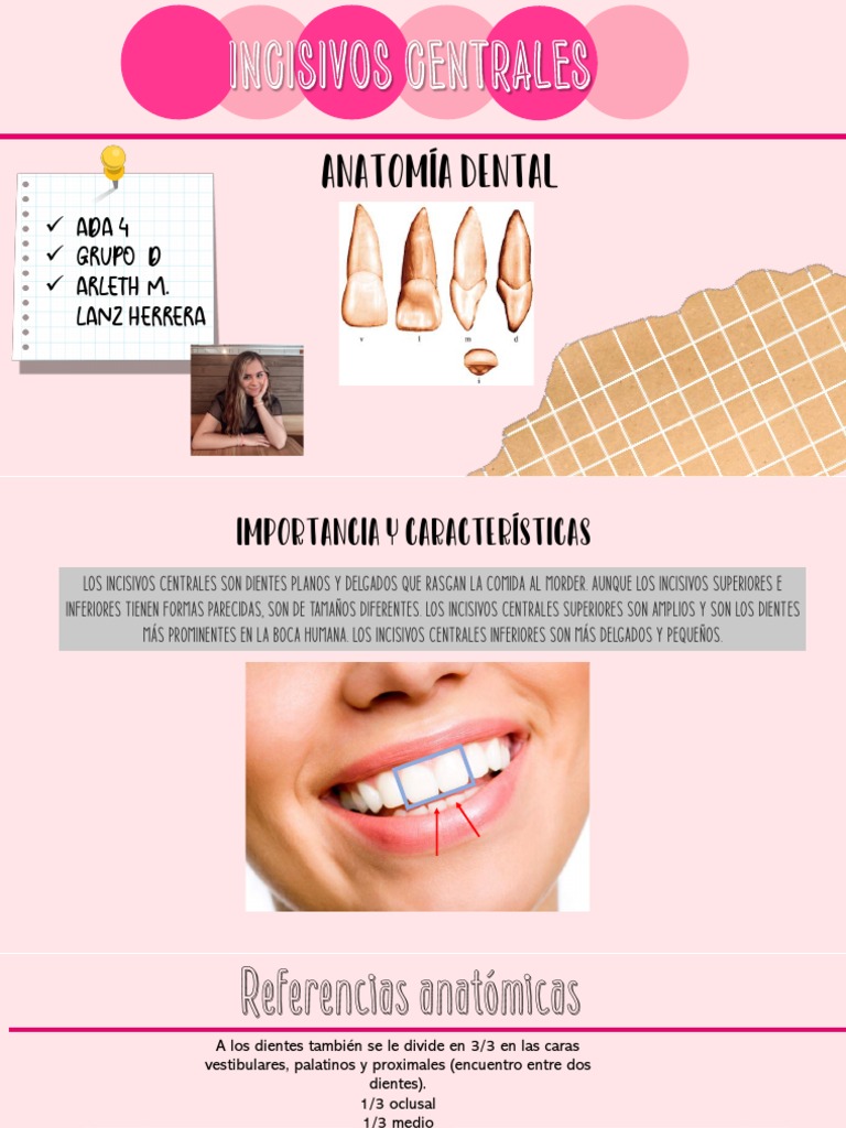 Incisivos Centrales | PDF | Anatomia dental | Boca