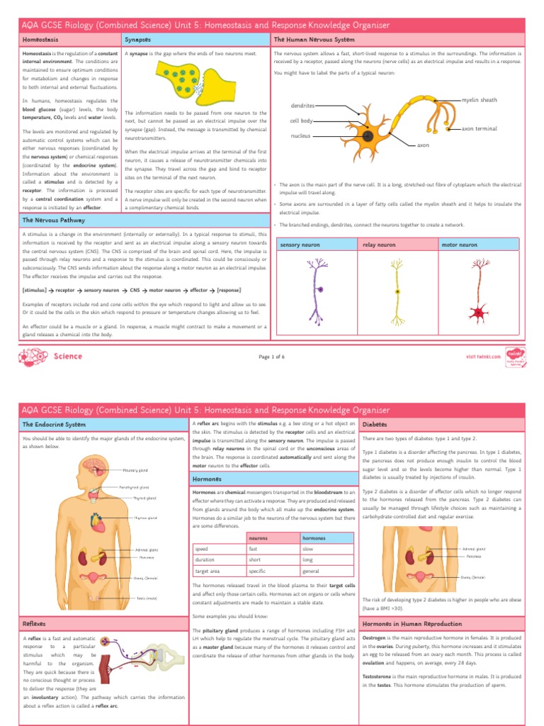AQA Homeostasis and Response Knowledge Organiser | PDF | Neuron | Stimulus (Physiology)