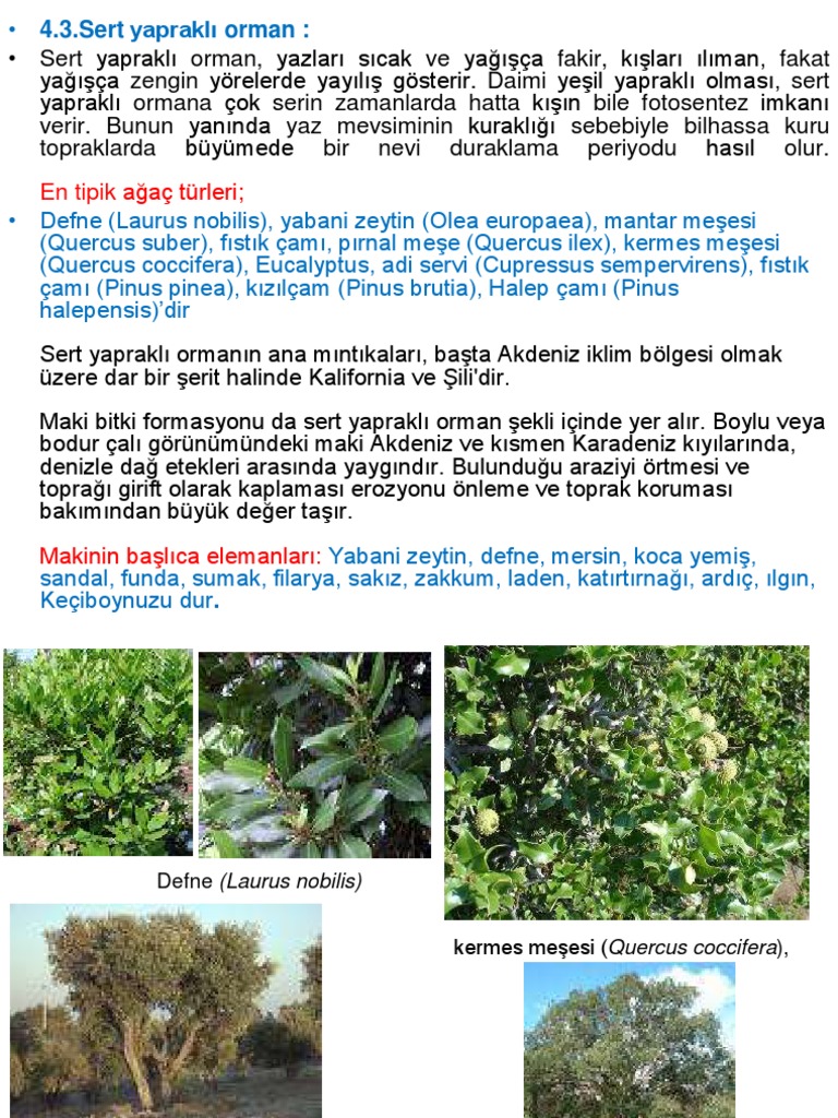 Sert Yapraklı Orman | PDF