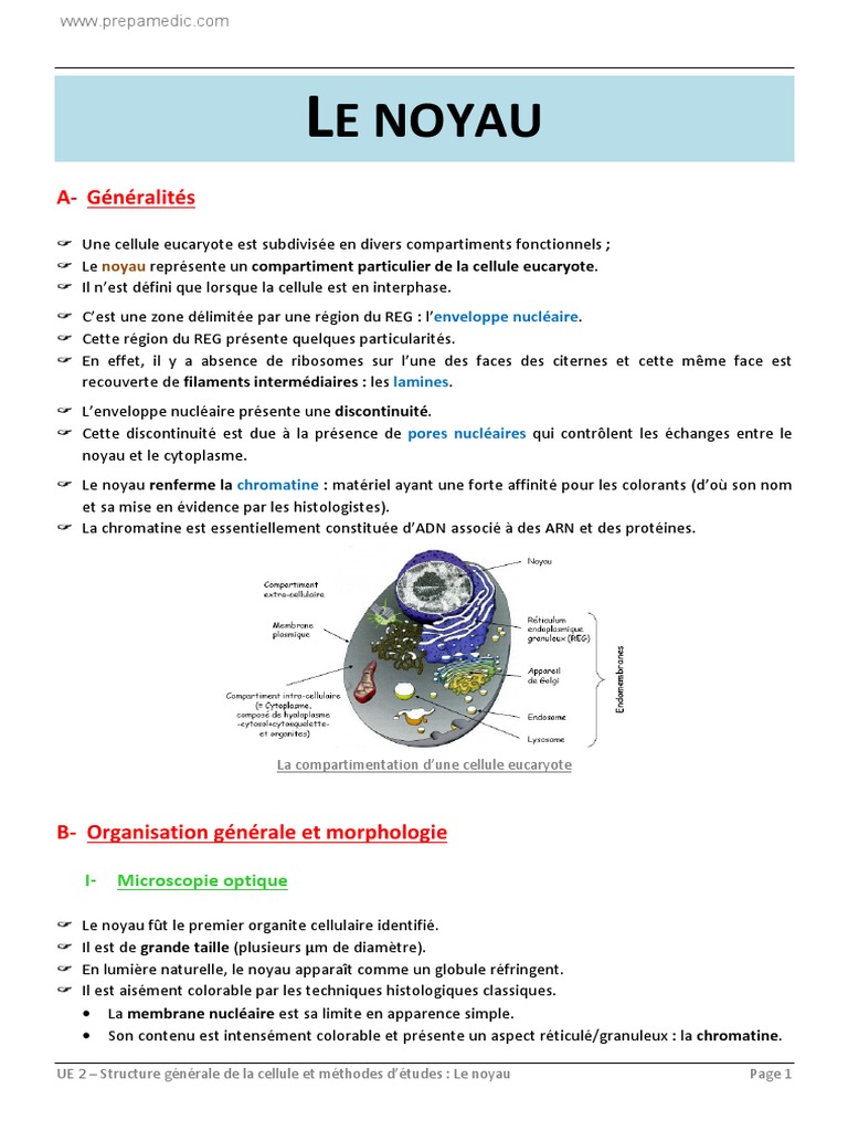 Structure et Fonction du Noyau Cellulaire | PDF | Noyau (biologie ...