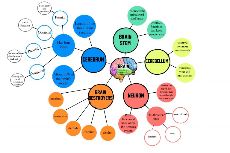 Cimeni Mind Map #Brain | PDF