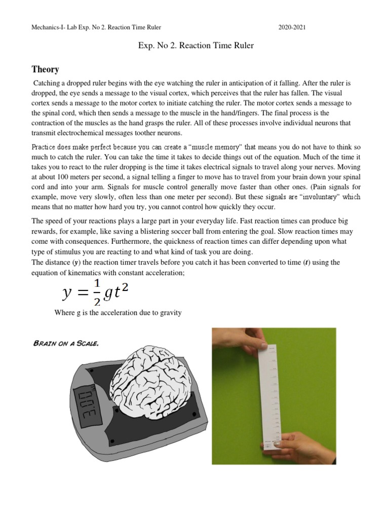 Ruler Drop Reaction Time Experiment | PDF | Mental Chronometry | Brain