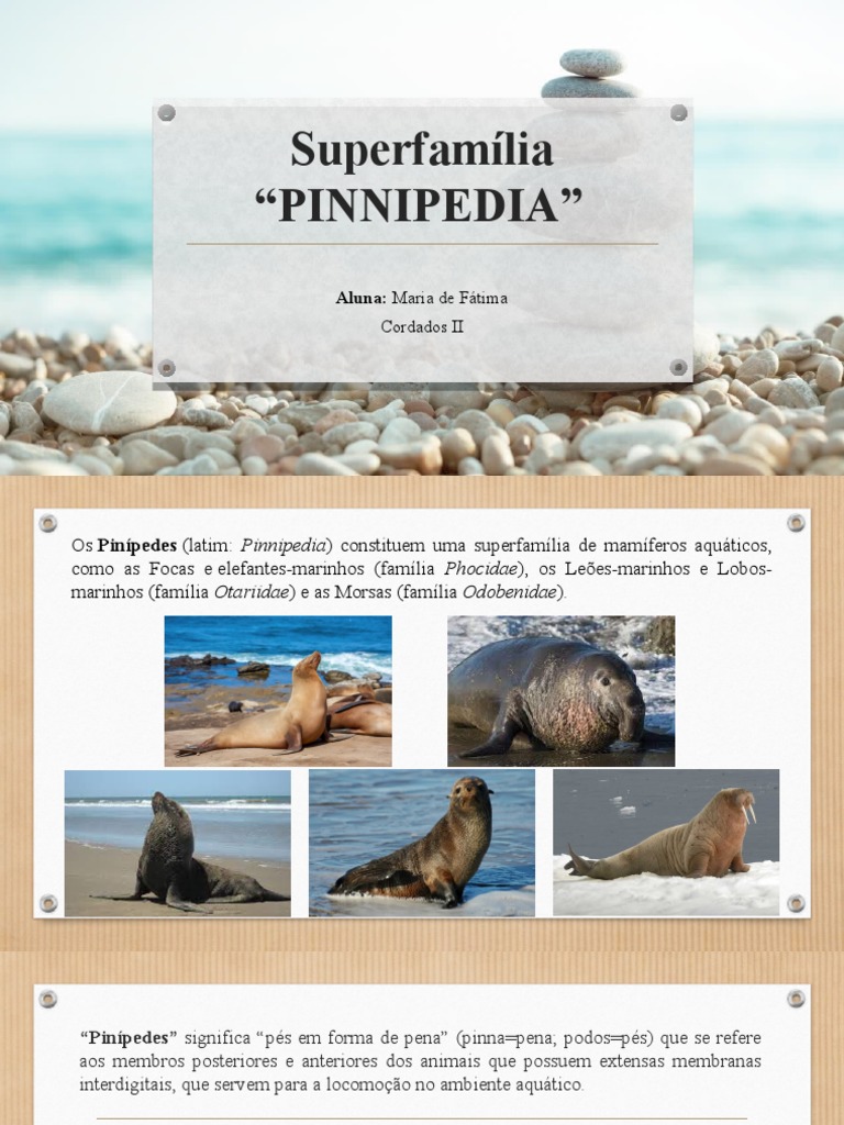 PINNIPEDIA | PDF | Pinípede | Zoologia